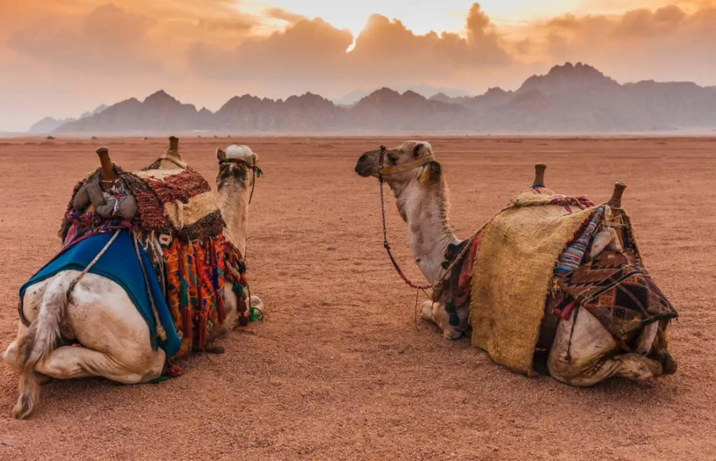 Sinai Peninsula | Important Facts And History